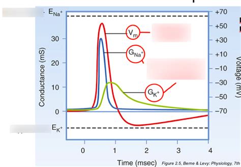 Diagram Of Ionic Basis Of The Action Potential Quizlet