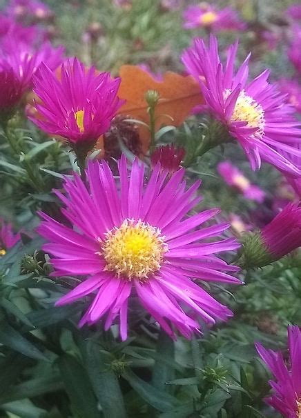 Aster Dumosus Island Bahamas Vg Rare Plant Nursery