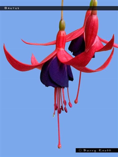 Brutus FuchsiaFinder