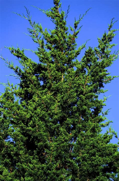 Eastern Red Cedar Tree