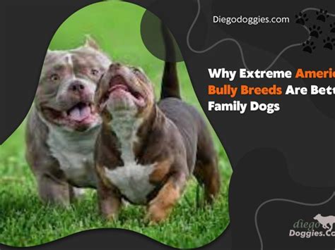 American Bully Breeds
