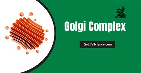 Chromosomes Structure Numbers Packing And Abnormalities