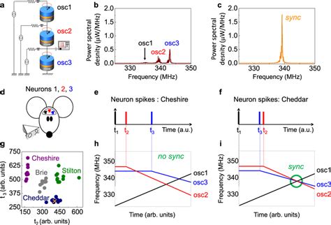 Binding Temporal Sequences Through Synchrony A Schematic Of The