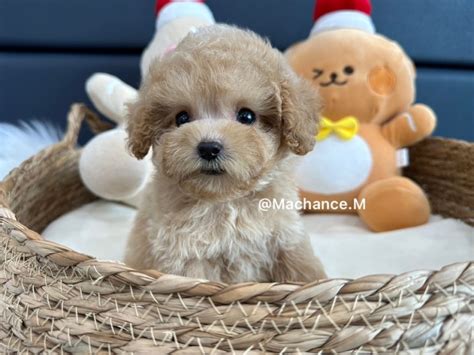 크림토이푸들분양 행복한 만남을 전해요 네이버 블로그