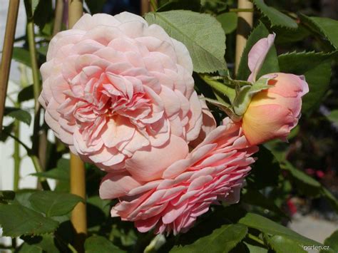 Forum / Obrázek : Růže Leander | Garten.cz