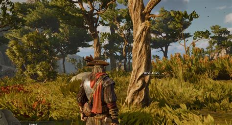 All Foothills Resources In Windrose Where To Find Divi Divi Trees