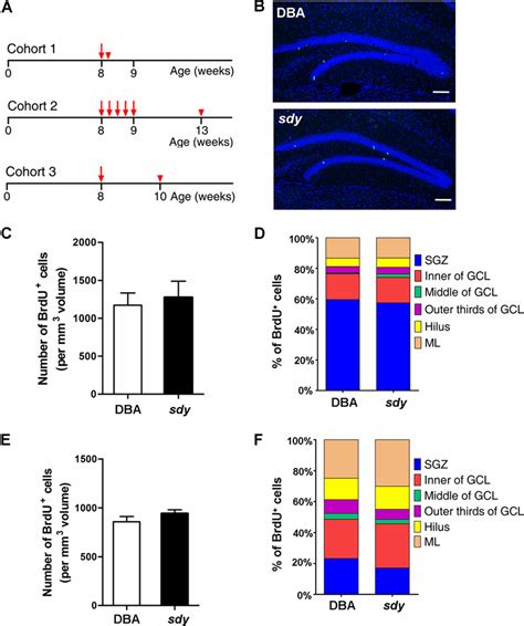 Proliferation Of Neuronal Progenitor Cells And Survival Of Adult Born Download Scientific