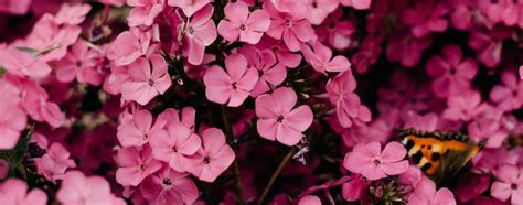 The Influence Of Flowers Over The Years