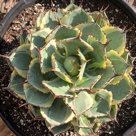 Agave Potatorum Kichiokan Variegated Desertscapesucculent