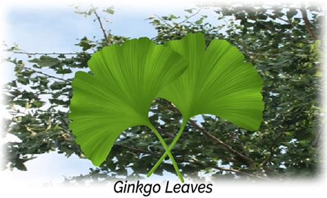 Ginkgo Your Lover With Sexual Desire