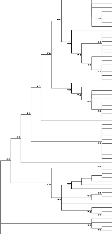 molecular phylogenetic analysis by maximum parsimony method the