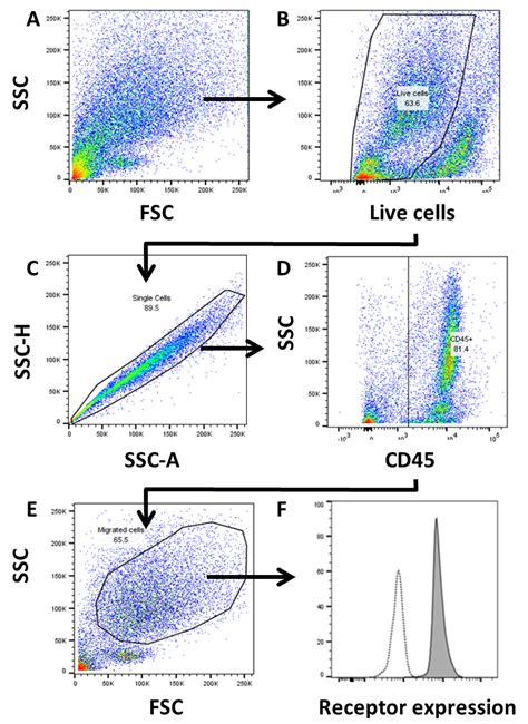 Quantification Of Monocyte Transmigration And Foam Cell Formation From Individuals With Chronic