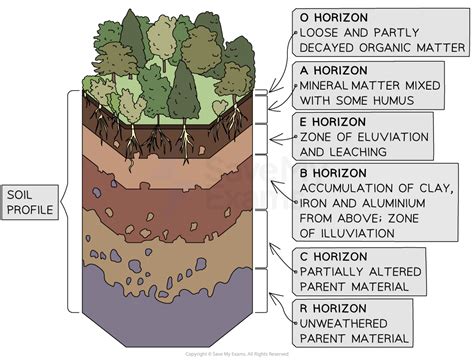 Soil Profile Diagrams Labelling Label A Soil Profile Worksheet