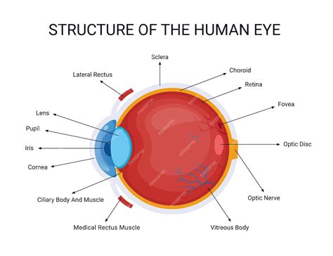 인간의 눈의 구조 인간 기관 그림 기관 세부 개념 프리미엄 벡터