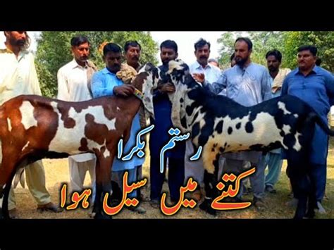 RUSTAM BAKRA SALE OUT CERMANI KING RUSTAM E PAKISTAN BAKRA YouTube