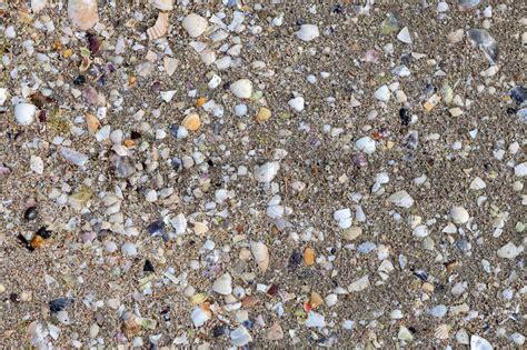 Remains Of Crustacean Shells On The Wet Sand Stock Image Colourbox