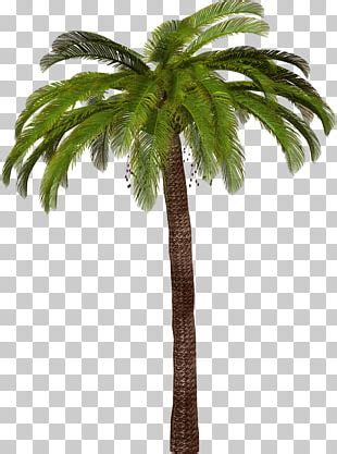 Coconut Tree Computer File PNG Clipart Arecaceae Arecales Autumn Tree Christmas Tree Coco