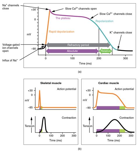 Difference Between Graded Potential And Action Potential