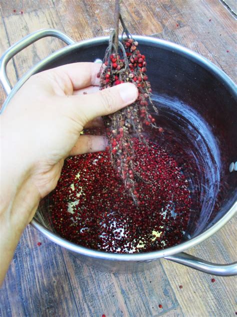 Making And Using Sumac Ade In Herbalism Iowa Herbalist