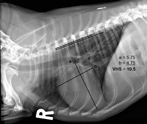 Right Lateral Digital Radiographic Image Of A Normal Dachshund