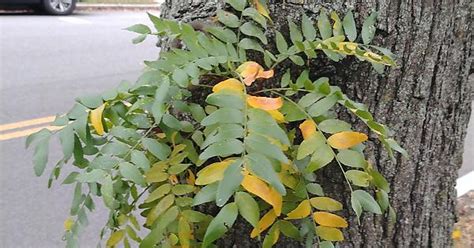 The Honey Locusts They Use As Street Trees These Days Have No Thorns