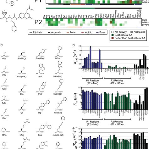 DPAP3 Substrate Specificity A Structure Of P1 And P2 Substrate
