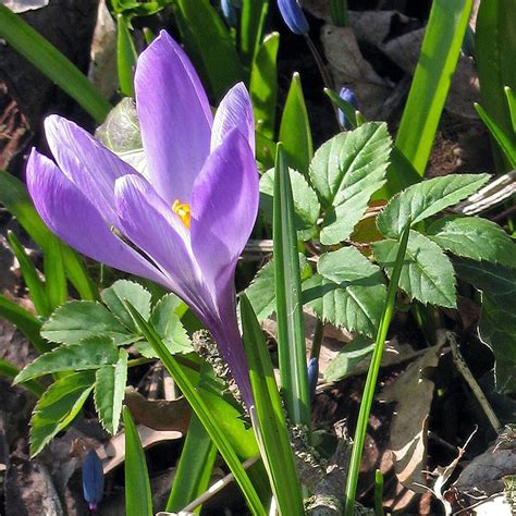 Crocus Silvestre Crocus Tommasinianus Semillas