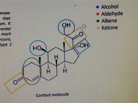 Functional Group Of Cortisol Hi Can Someone Check If This Is Correct And I Also Had A Hard