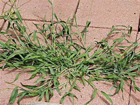 When Does Crabgrass Germinate In Iowa Storables