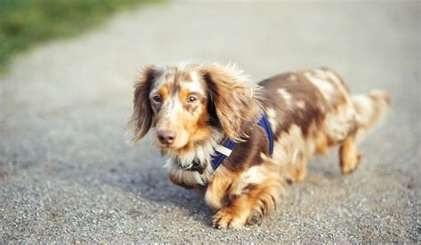 Dachshund Long Coat Online