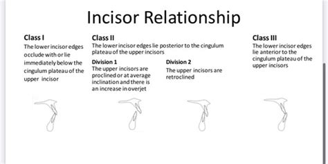 Classifying Occlusion Flashcards Quizlet