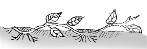 Layering Reproduction Layering Reproduction