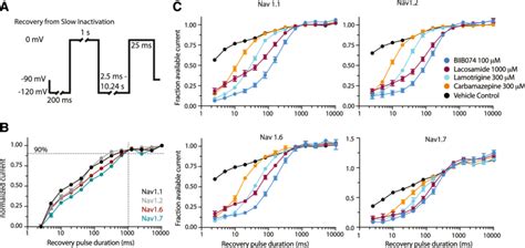 Recovery From Slow Inactivation A Voltage Protocol To Examine Download Scientific Diagram