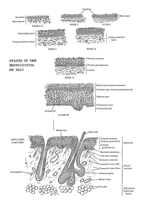 Chapter Development Of The Integumentary System Ectodermal Derivatives Review Of Medical
