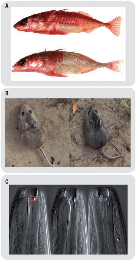 Model Systems Where The Integration Between Ecology And Evo Devo Was