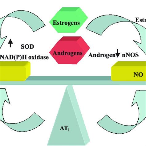 Schematic Representations Of The Hypothetical Mechanisms Of Interaction Download Scientific
