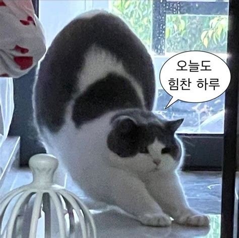 웃긴고양이짤 귀여운고양이짤 웃긴고양이사진모음 네이버 블로그