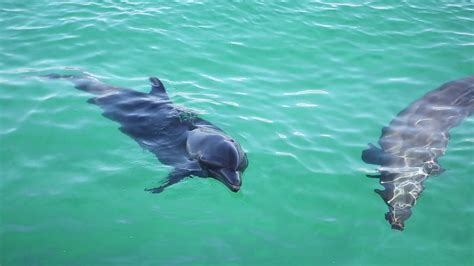 Understanding Wind Mitigation