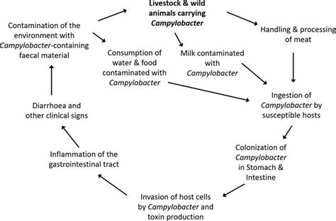 Pathobiology Public Health Significance And Control Of Campylobacter