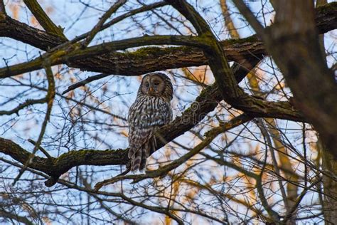 Strix Nebulosa Or Bearded Squirrel Lives In Dense Coniferous Forests