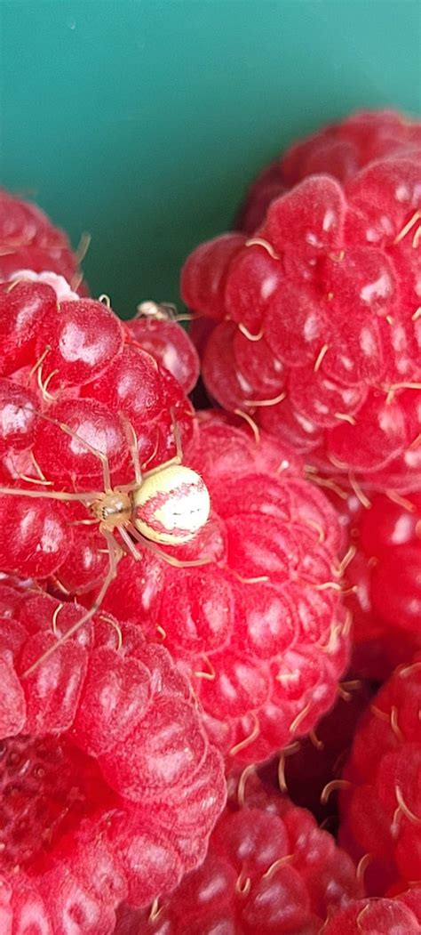 Candy Striped Spider Bros From Our Raspberry Patch Rspiderbro Candy Striped Spider Bros From Our Raspberry Patch Rspiderbro