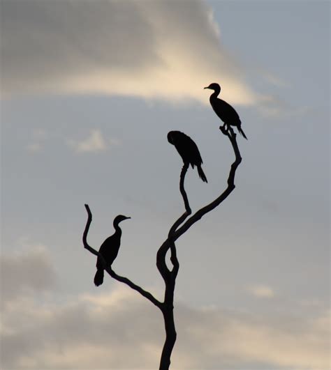 Free Photo Cormorants Birds Birds Branch Clouds Free Download Free Photo Cormorants Birds Birds Branch Clouds Free Download
