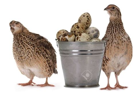 Codorniz 【crianza Características Alimentación Y Razas Comerciales】