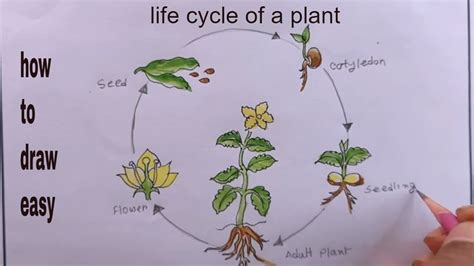 How To Draw Life Cycle Of A Plant Draw Plant Life Cycle Youtube