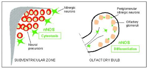 Image Summarizing The Distribution Of Nitrergic Neurons And The Effects