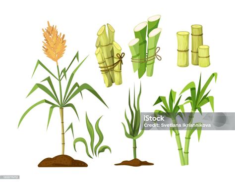 Gula Tebu Segar Dengan Batang Dan Tanaman Daun Ditetapkan Tanaman Tebu Gula Tebu Benjolan Bambu