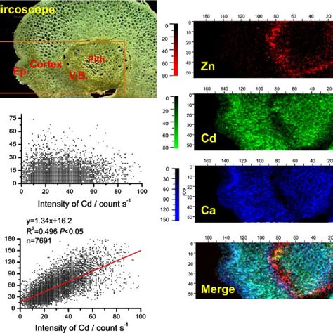 M Xrf Elemental Maps For Zn Red Cd Green And Ca Blue Of Stem