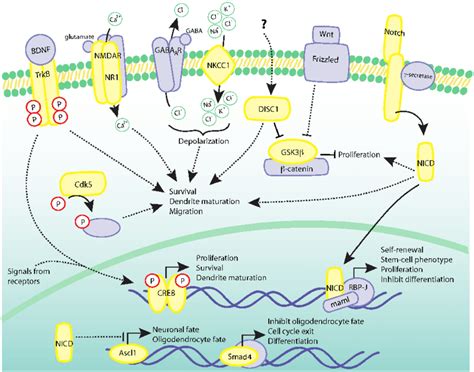 Potential Convergence Of Cell Intrinsic Signaling Pathways For The