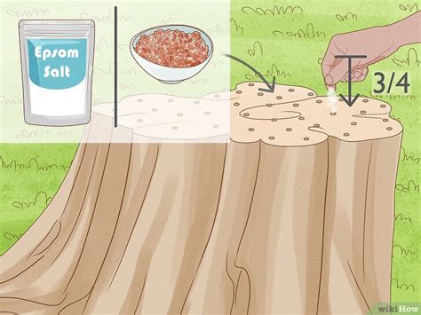 How To Kill A Tree Stump Effective Methods