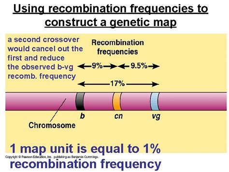 The Chromosomal Basis Of Mendels Laws Mendels Principle